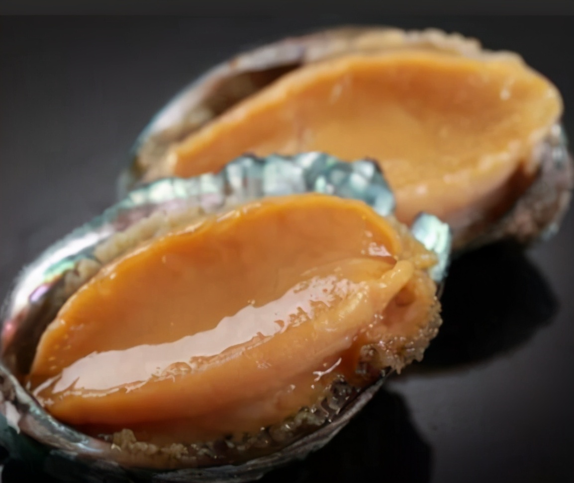 California red abalone, the largest abalone in the world, feeds 8 ...