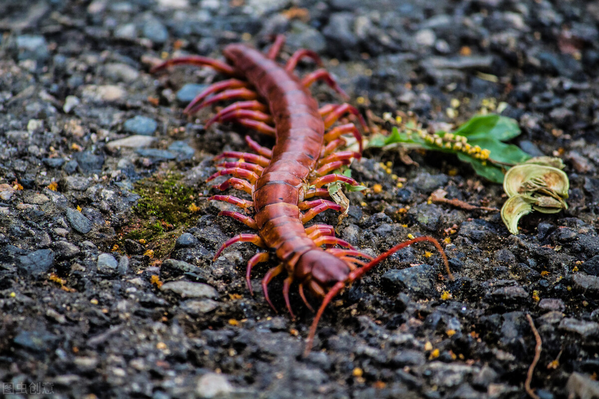 Centipede is highly poisonous, why is it reduced to rooster food?Is it ...