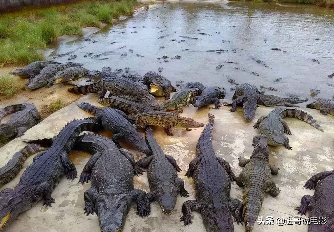 It is the biggest natural enemy of the crocodile. When the crocodile ...