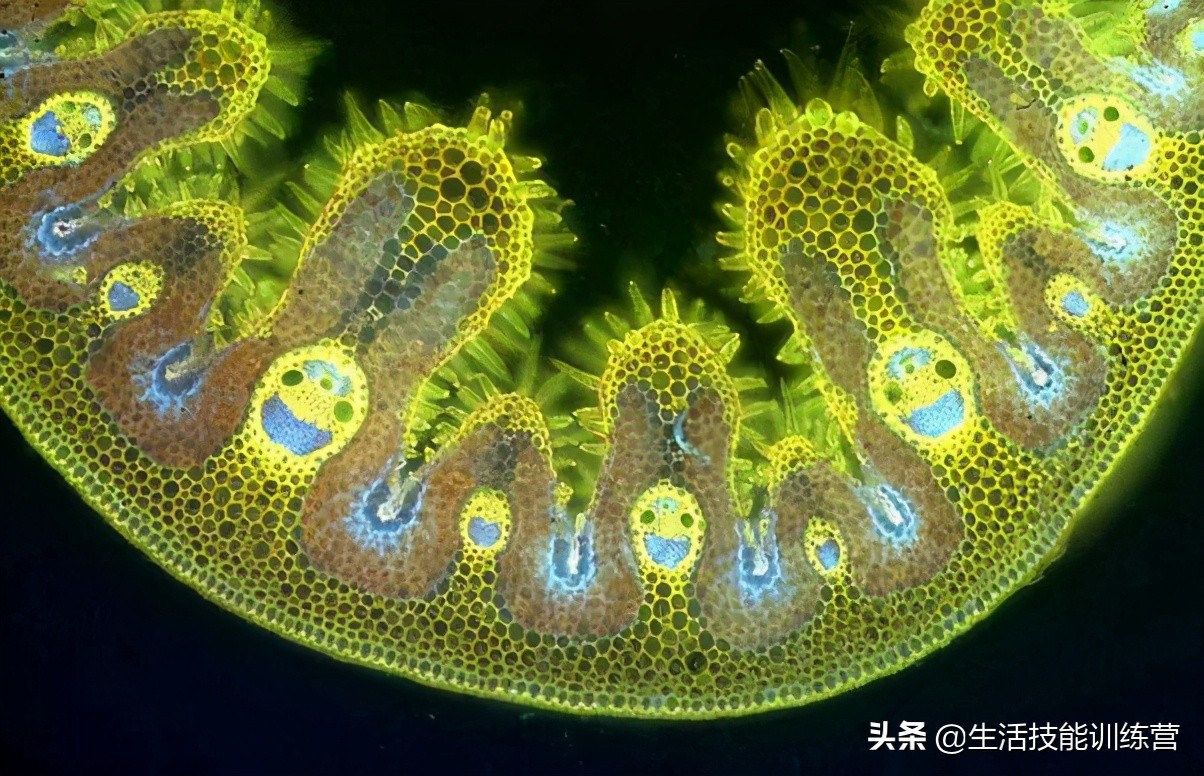 Wonderful microscopic world, 30 pictures show how everyday objects look ...