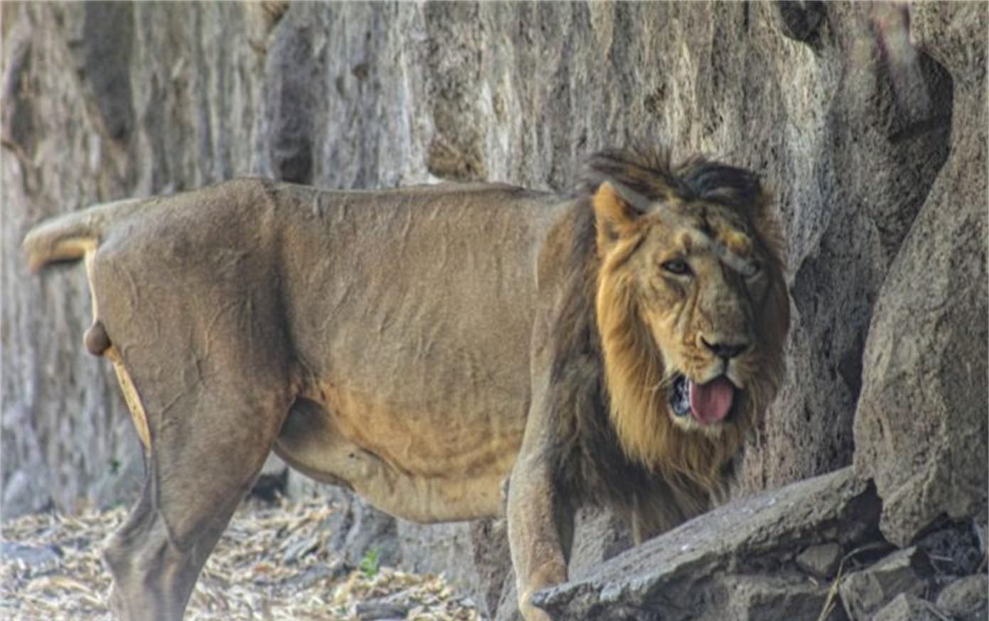 Masai Lion: the largest lion species in existence - iNEWS