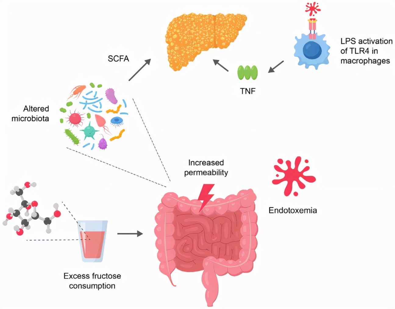 Fructose-a "sweet killer" targeting the intestine-liver axis - iNEWS