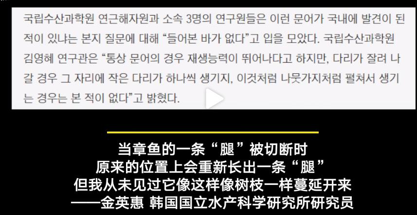 32-legged octopus, caught by Korean fishermen, is it related to nuclear ...