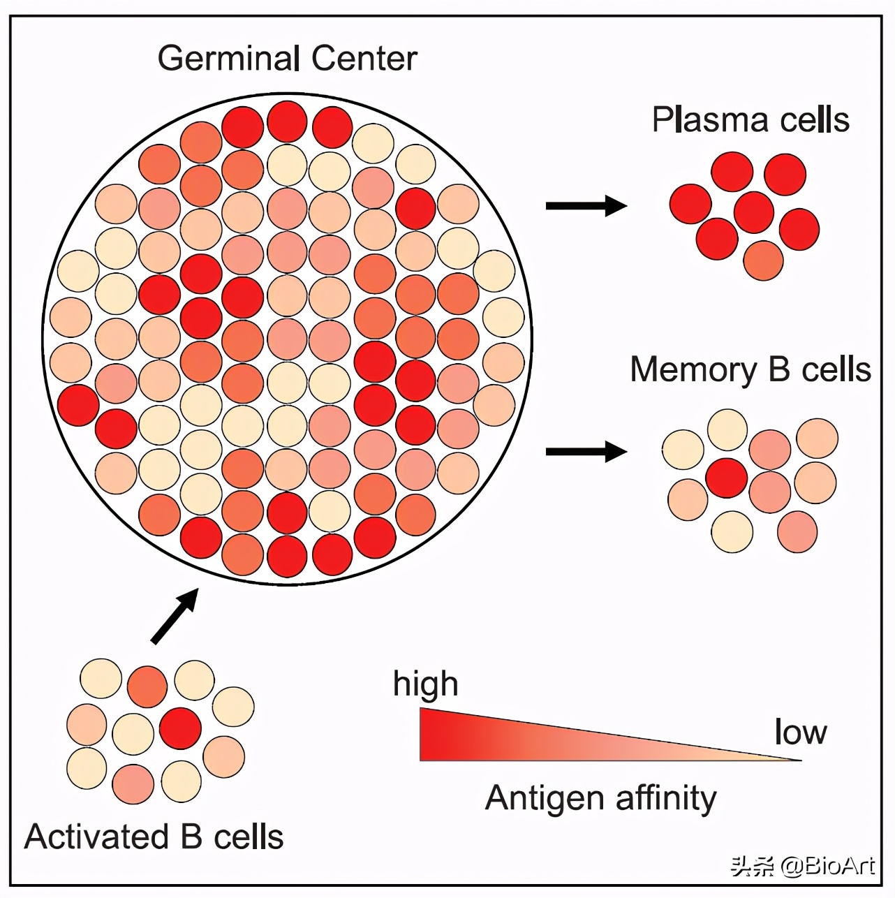 Antigen affinity of antibody affects the fate determination of memory B ...