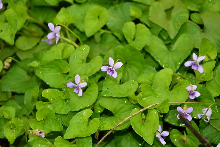 What kind of plant is Ruyi grass? - iMedia