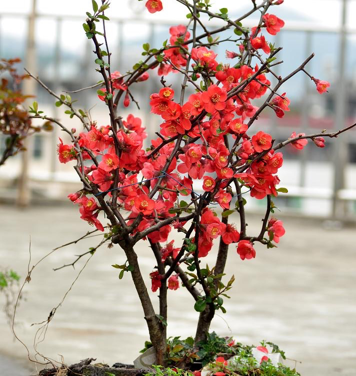 3 kinds of hardy flowers, can also be kept outdoors at zero degrees ...