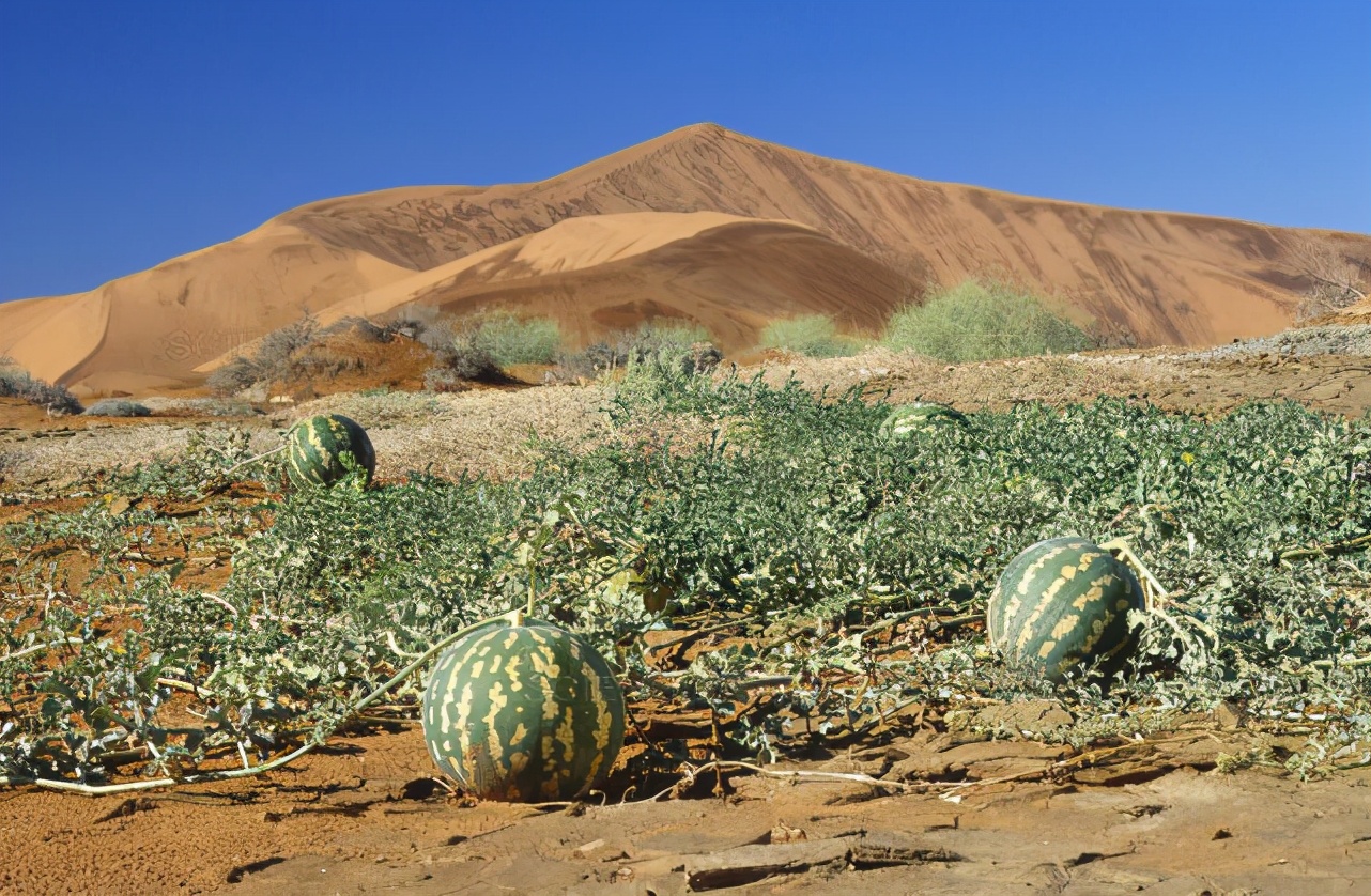 The desert is full of "mini watermelons", why no one dares to eat them ...