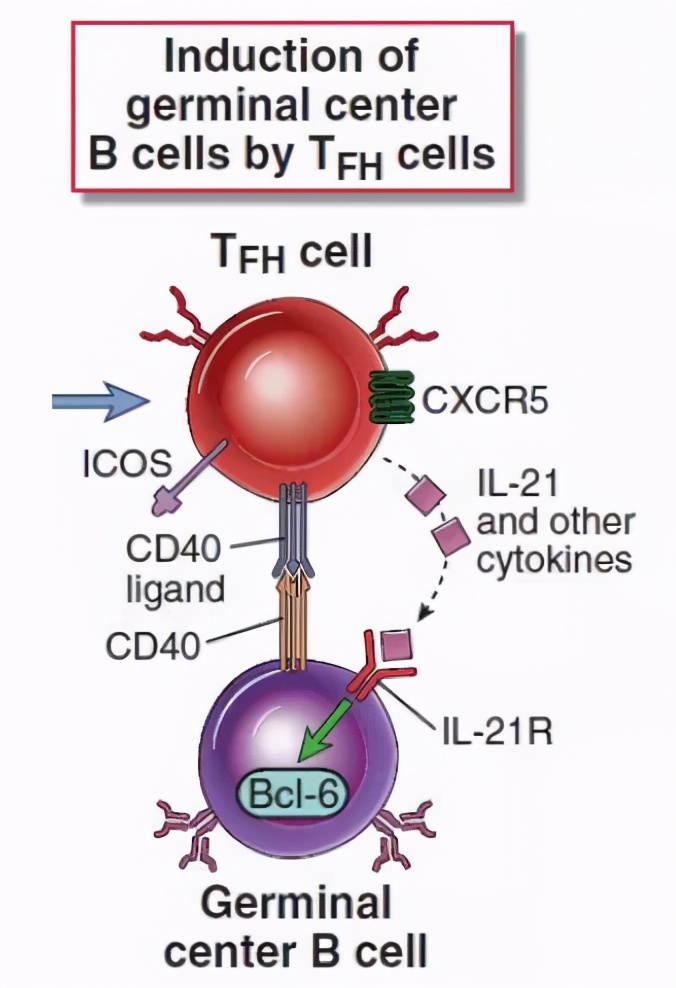 免疫細胞家族：Tfh細胞的概述 - 資訊咖