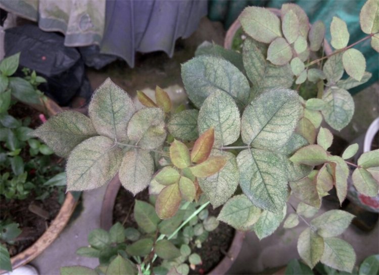 Don't worry about the white spots on the rose stems, trim and disinfect ...