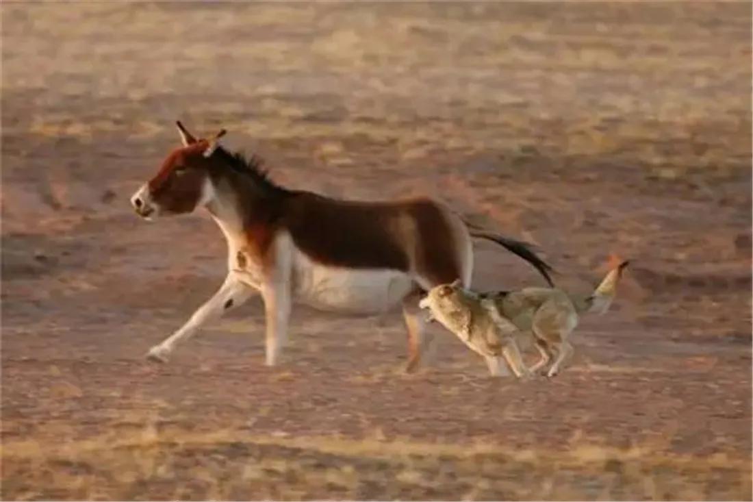 How strong is the fighting power of the wild donkey?A wolf may not be ...