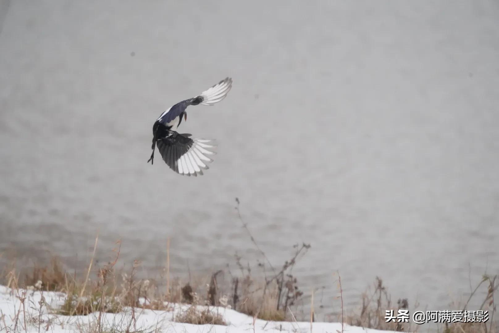 Why is the flower magpie fighting and chasing the crested wheat chicken ...