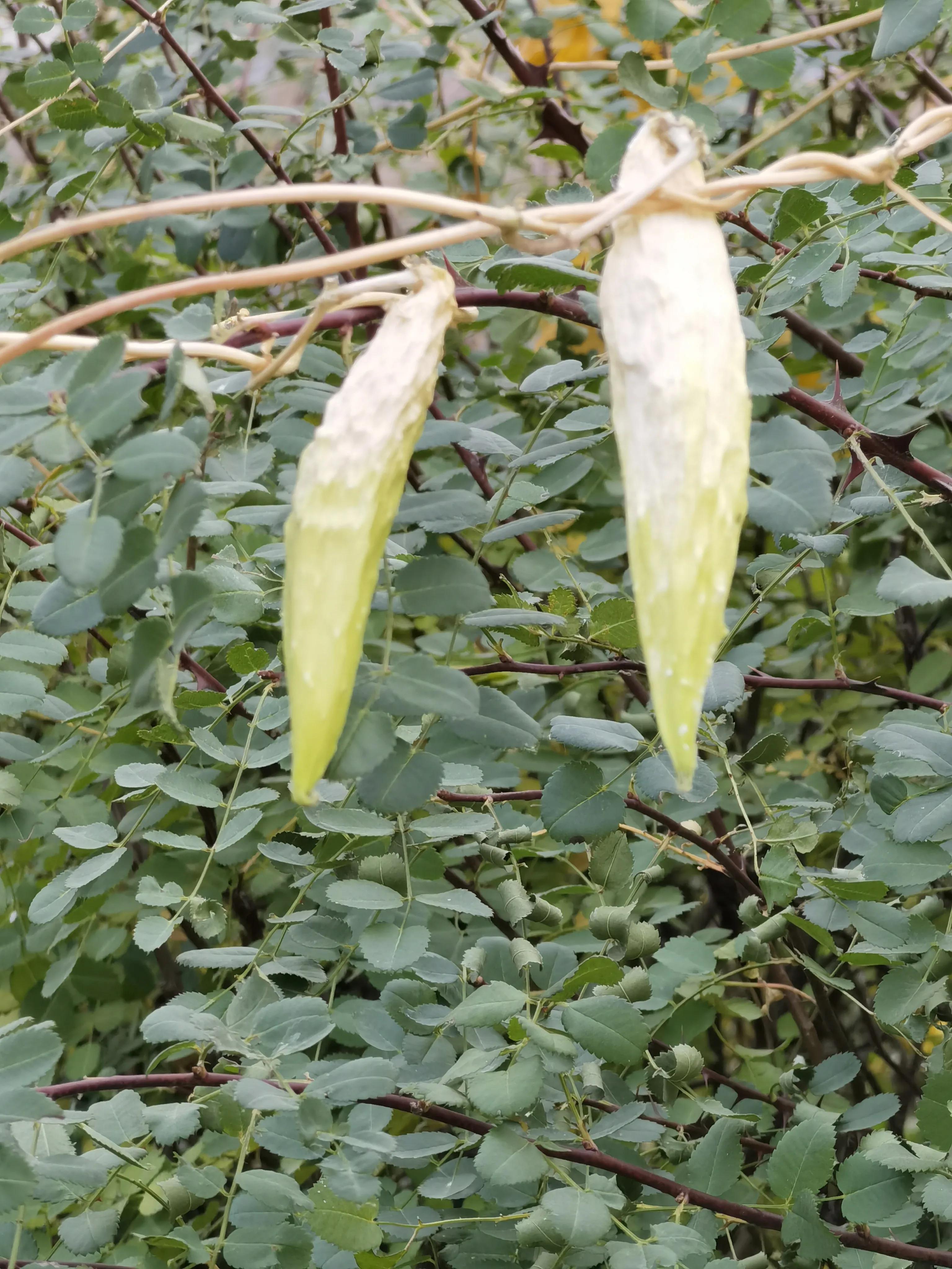 Yi Zi and Eat You Wei's Alliance Under the Castle Analysis of the ...