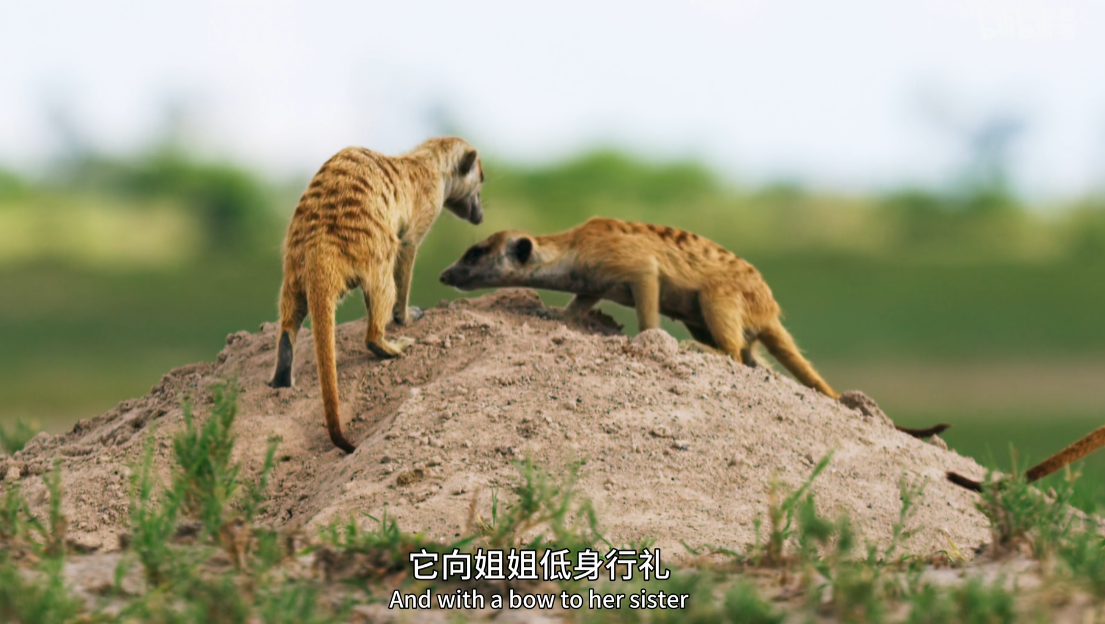 The overbearing meerkat queen, forbids sisters and daughters to ...