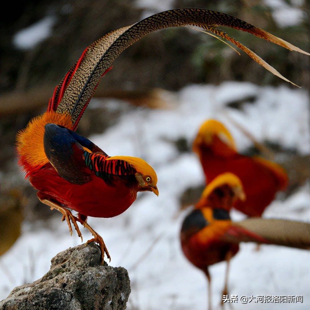 The legendary Phoenix archetype, Golden Pheasant, the golden pheasant ...