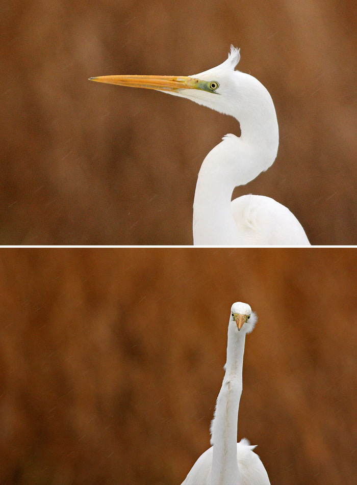 The photographer posted a bird "front VS side view" and netizens ...