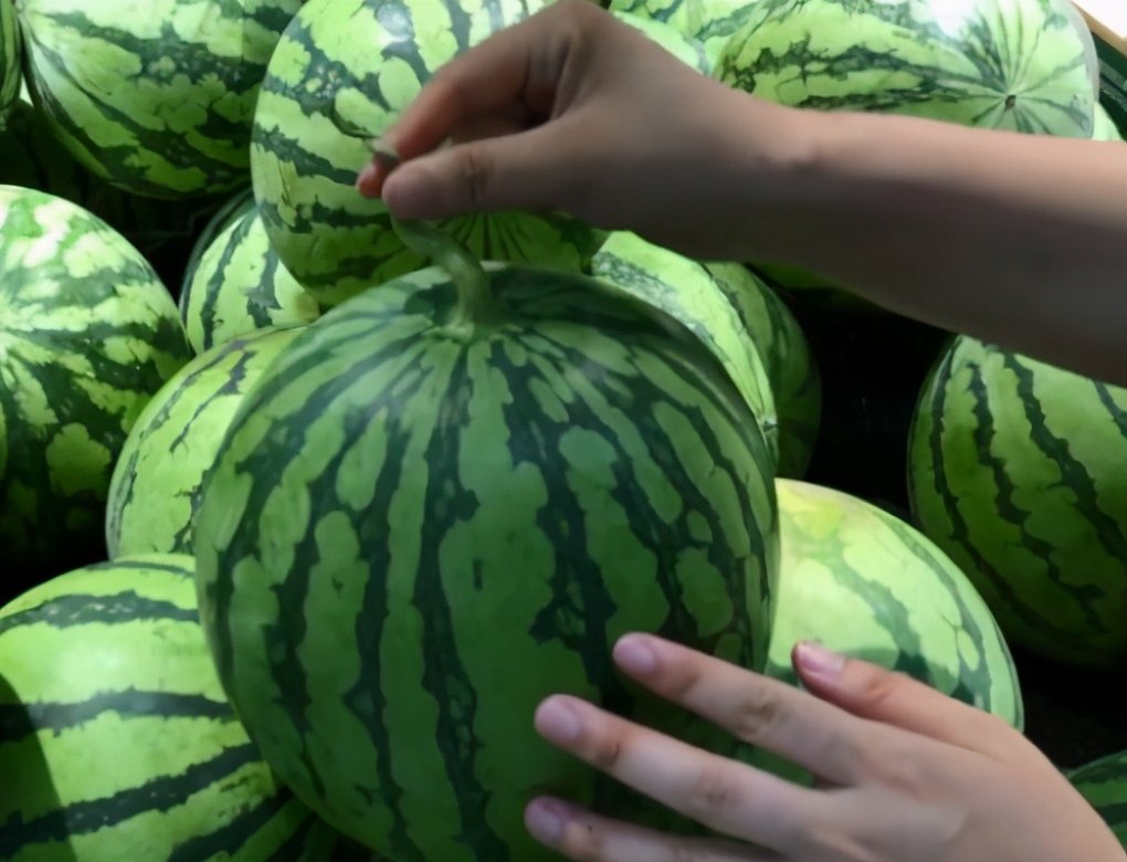 Watermelons are also divided into "male and female"?Female watermelon ...