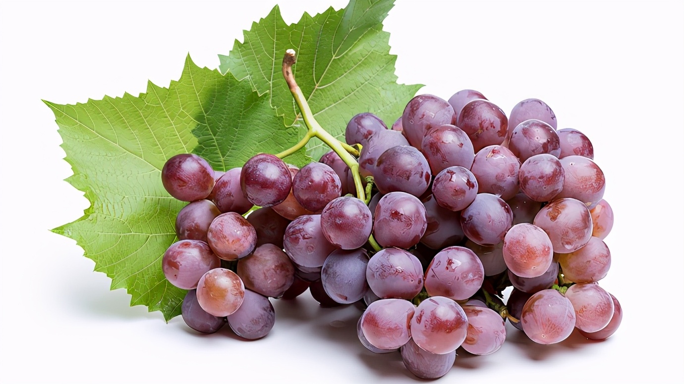 The grapes are full of fragrance in the garden in August, which is the ...
