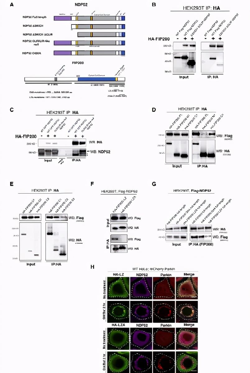 "Boutique Guide" 15-point article teaches you how to study the ...