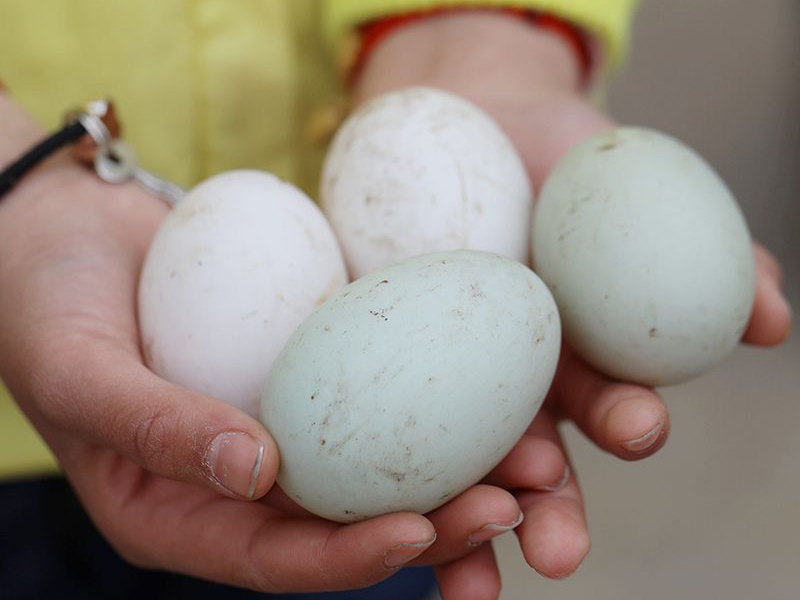 When buying duck eggs, there is a big difference between "white shell ...