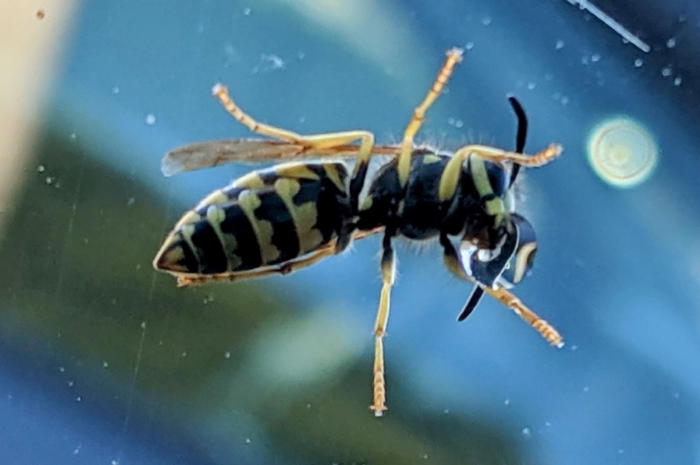 The bees often seen in rural areas, why the male peak will die 2 hours ...