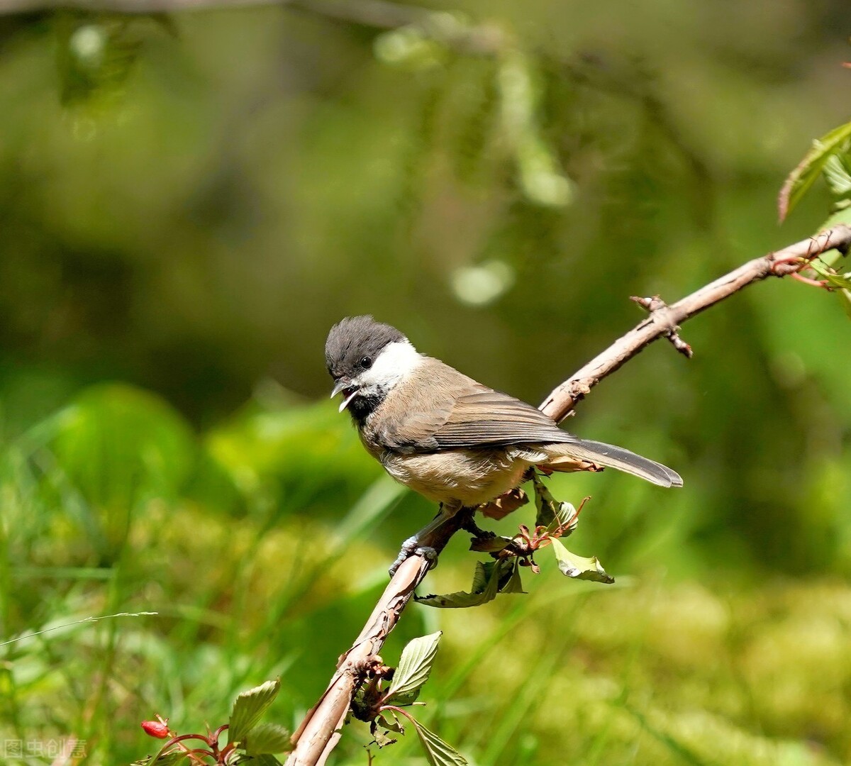The five smallest birds in the world, the smallest bird has no pictures ...