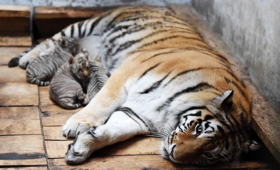 Can a highly solitary tiger still hunt after pregnancy? How can it ...