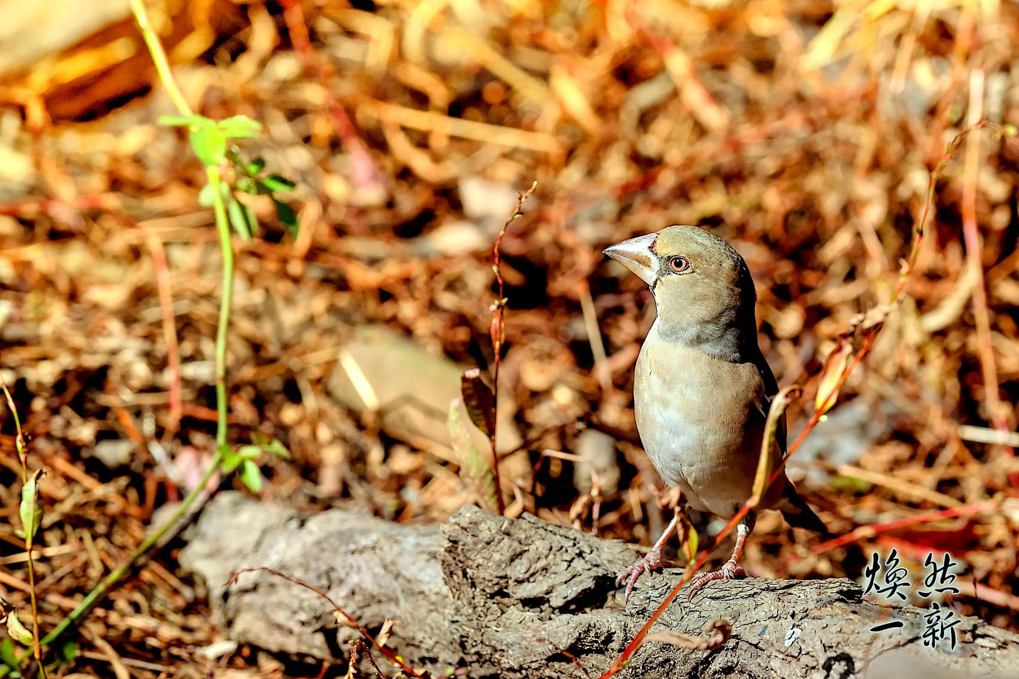 Tin-billed Finch 1292 - iNEWS