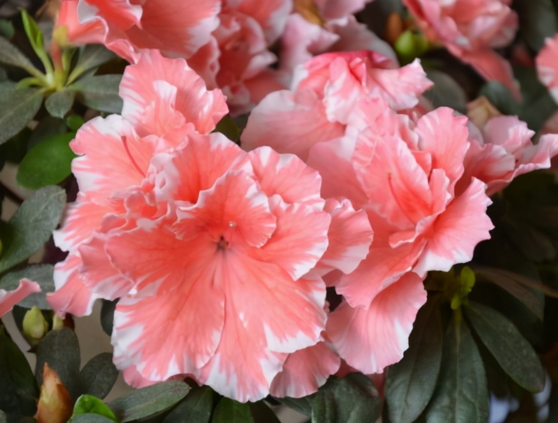 What should I do if the leaves of azaleas are "rusty"?Three steps of ...