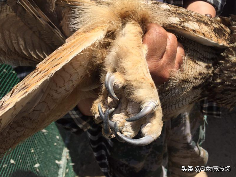 Catches 4000 rats a year, dare to take the initiative to attack eagles ...