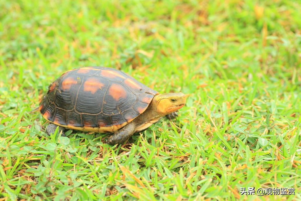 Is the Chinese tortoise a deep-water or shallow-water turtle? - iNEWS
