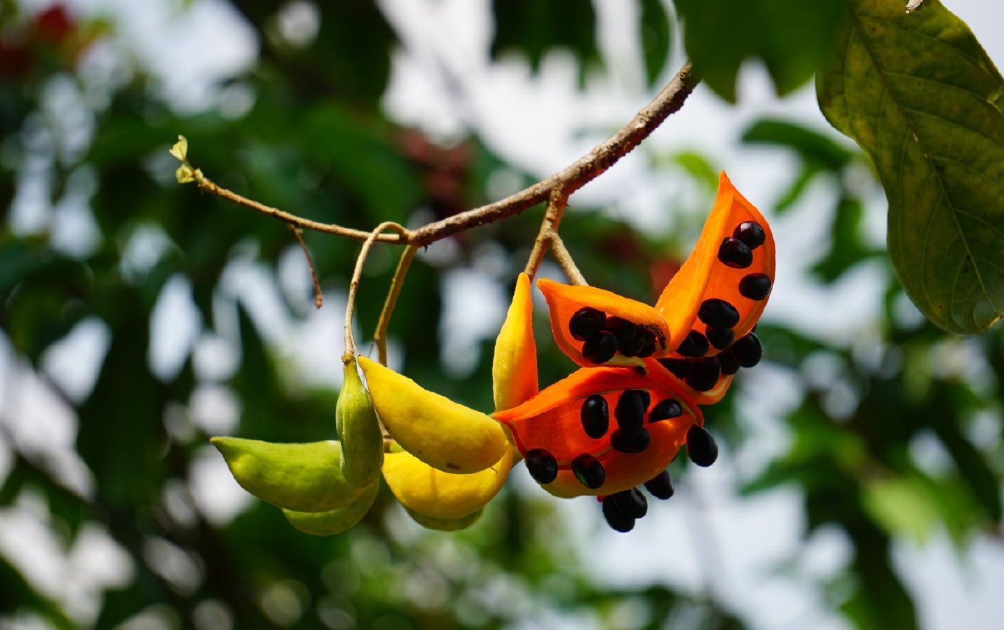 Fake Pingpo, Pingpa genus of Malvaceae, Fake Pingpo stage cornus has bright colors and looks ...