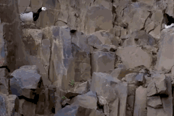 Just two days after they were born, they have to jump a hundred meters ...