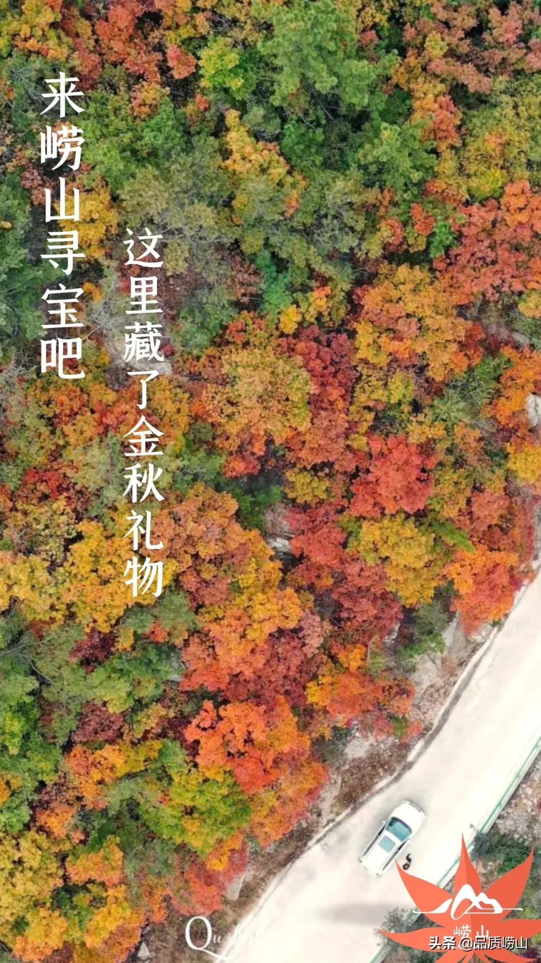 Filming!"Drunk" in the autumn of Laoshan - iNEWS