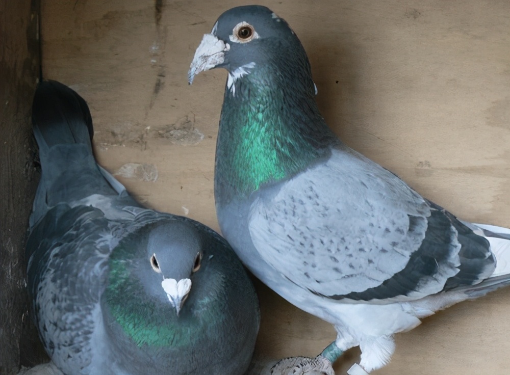 Pigeon raising class: how to cure a single eye cold in racing pigeons ...