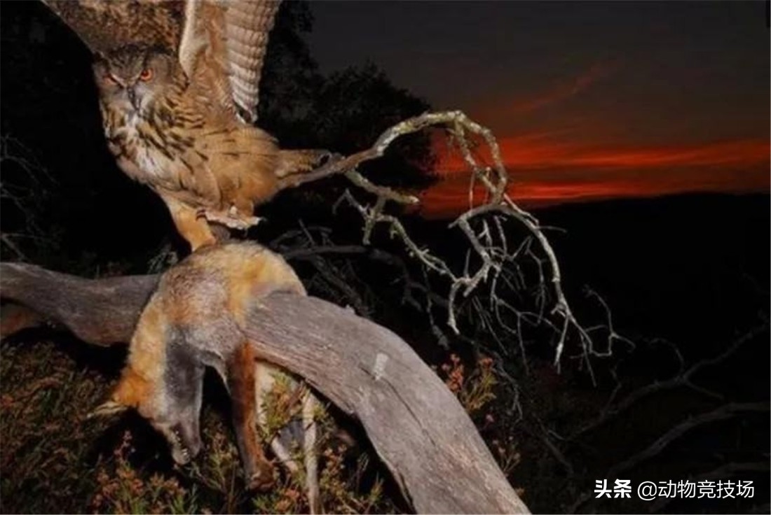 Catches 4000 rats a year, dare to take the initiative to attack eagles ...