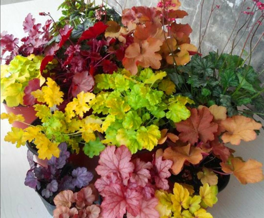 3 kinds of flowers, easy to grow and beautiful, the leaves are more ...