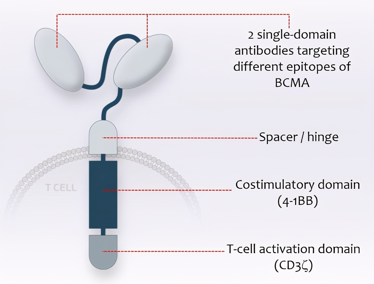 Johnson & Johnson/Nanjing Legend cilta-cel receives FDA priority review ...