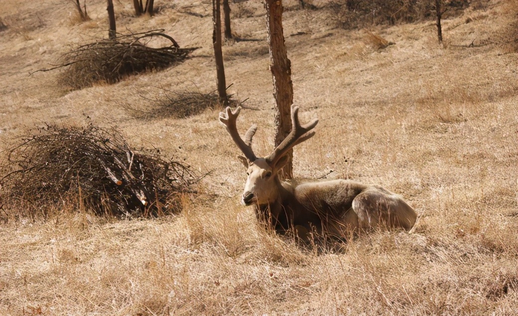 Thirty-five years of Beijing-Tianjin-Hebei elk (with many precious ...