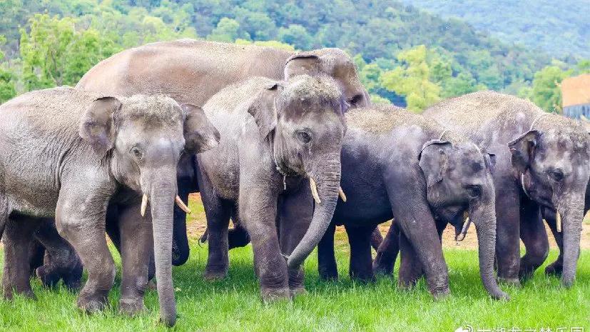 The Mystery of Xishuangbanna Asian Elephants' Northward Migration - iNEWS