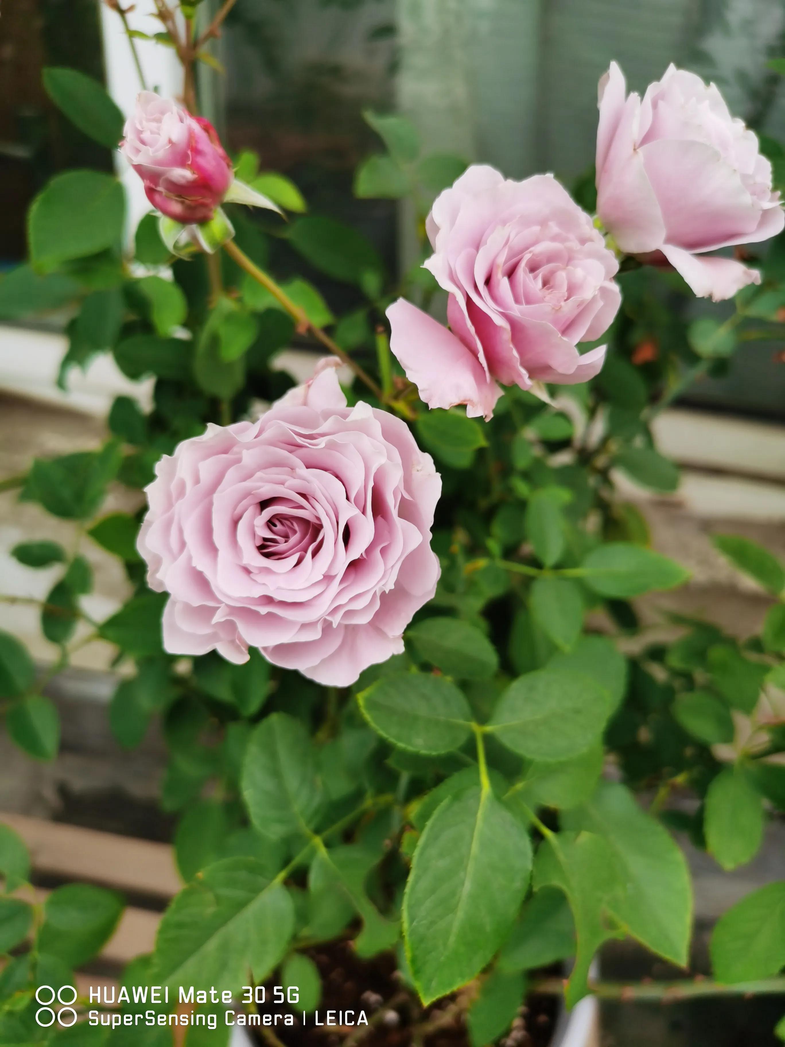 Dragonfly rose on lavender wave - iNEWS