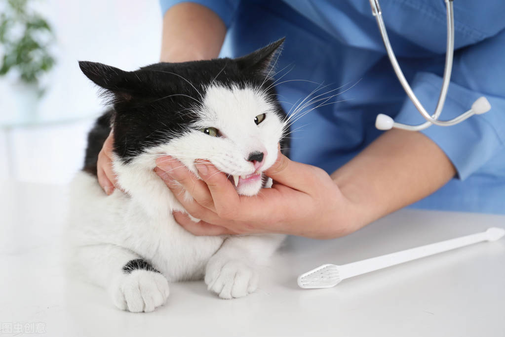How to tell if a cat has stomatitis - iNEWS
