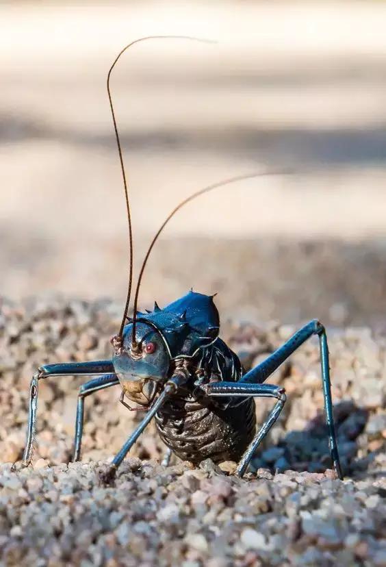 "Fighter" among insects: Africa's most dangerous cricket, capable of ...