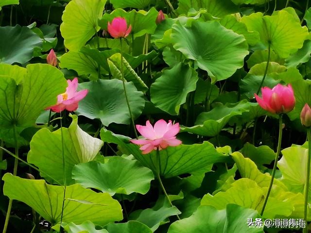 Relive 300 Tang Poems and Learn Yuefu Poems - iNEWS