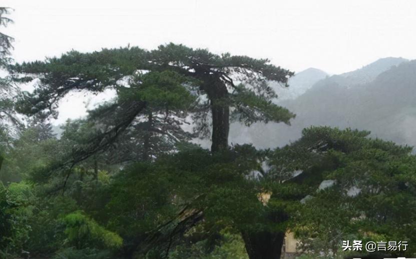 Some of the ten most famous trees in China are nearly 1400 years old ...
