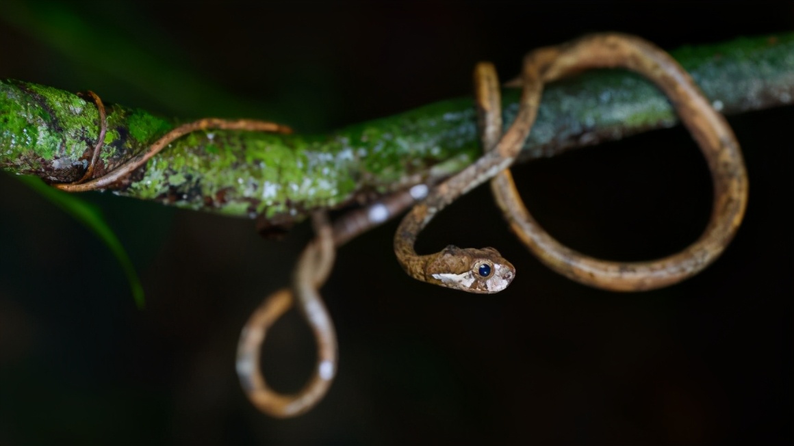 Japan, the "paradise" of snakes, a small island country hides 47 kinds ...