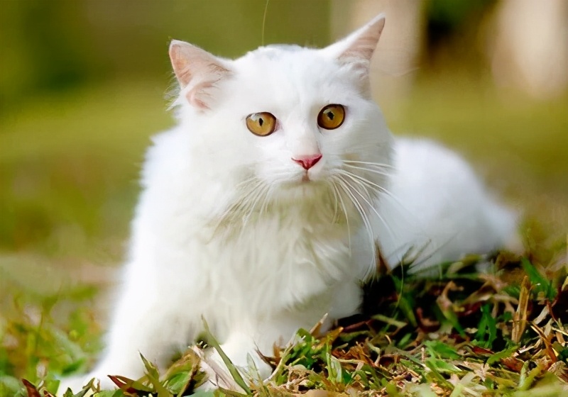 What is the charm of the Chinese Garden Cat?Qian Zhongshu fights for ...