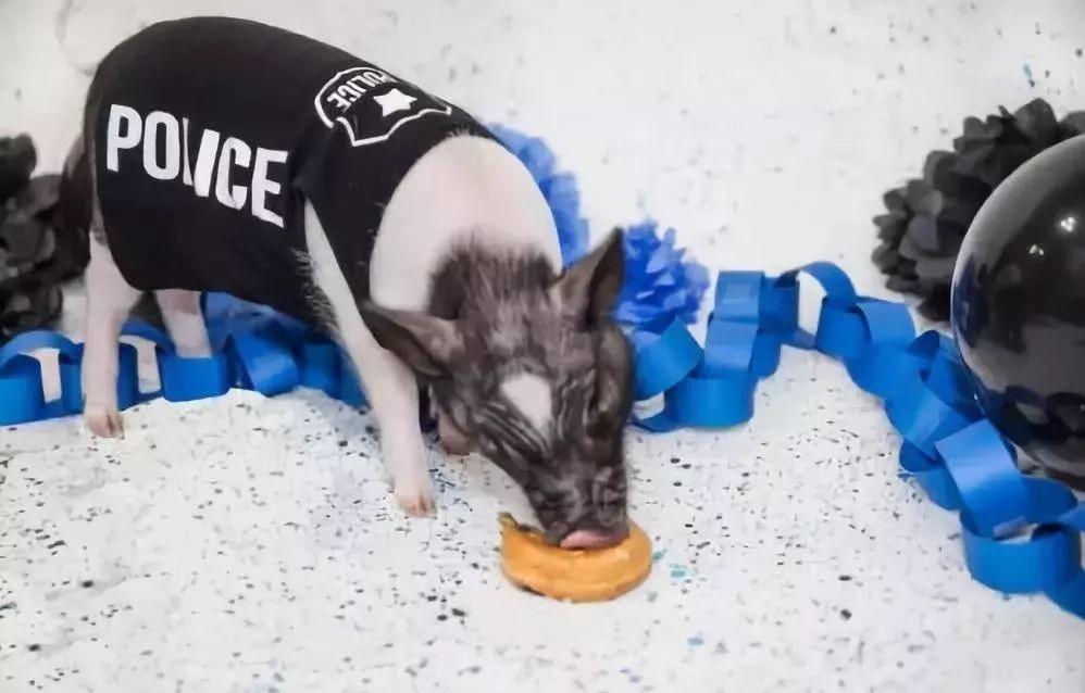 The pig is the nemesis of the snake?Snakes are one of the animals most ...