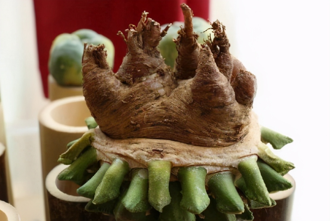 If raising cactus balls in three situations, you must change pots in ...