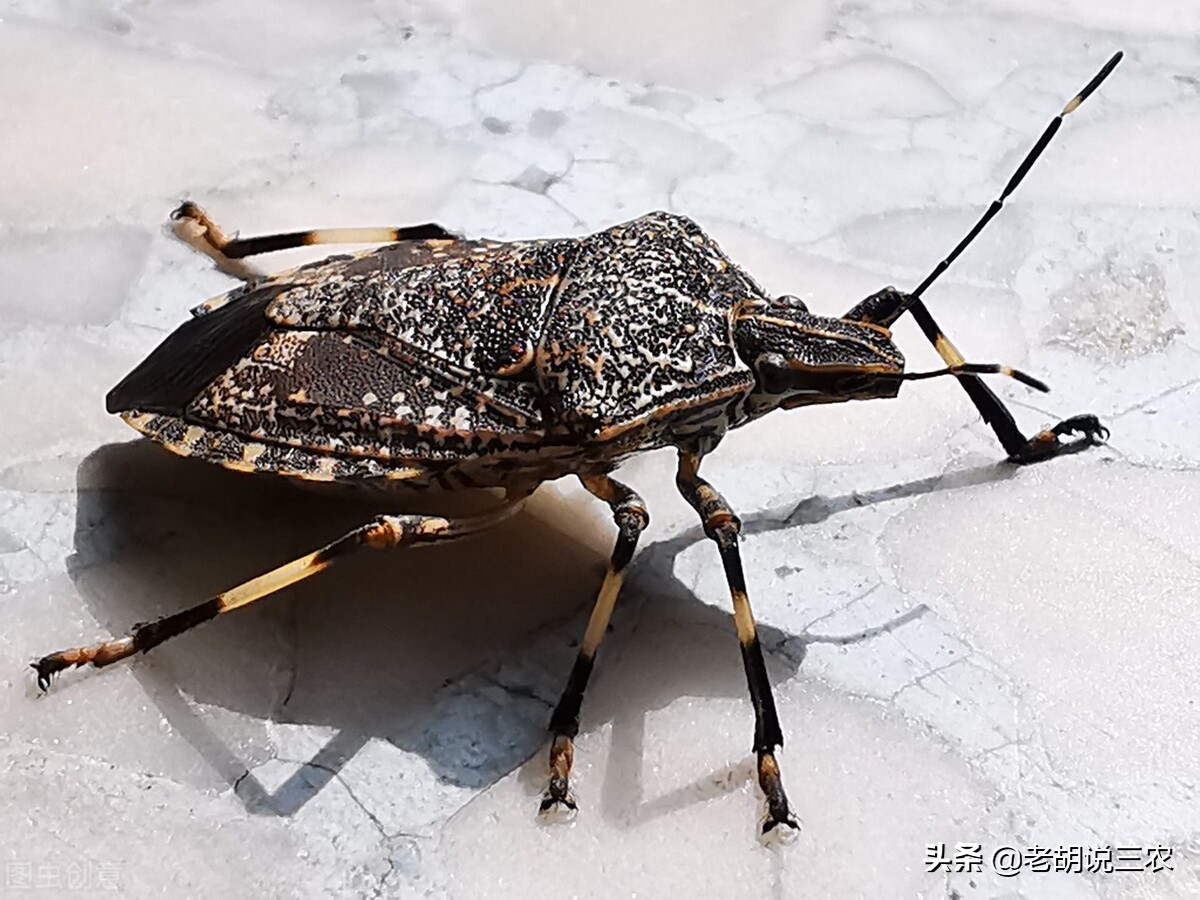 A bug that can fart, why is it considered a "treasure" by the Mexicans ...