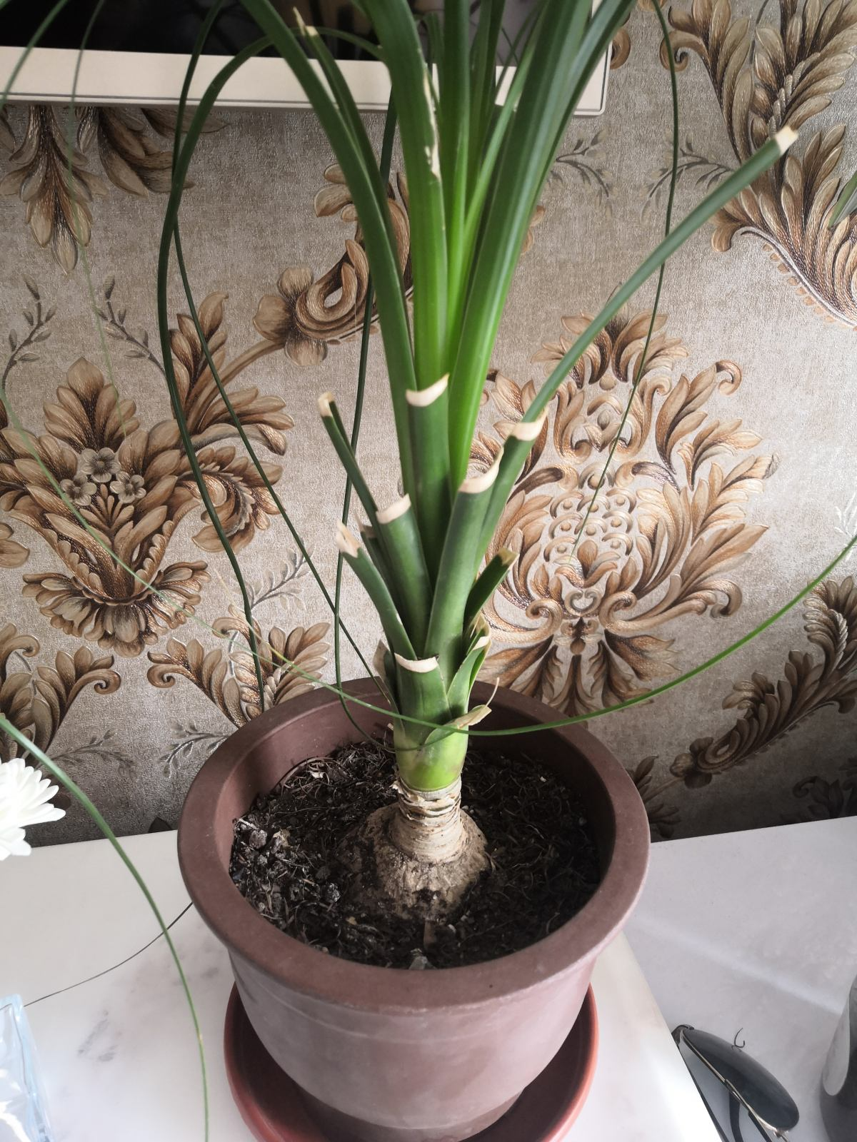 3 kinds of "big belly" flowers, suitable for raising on the table, can ...